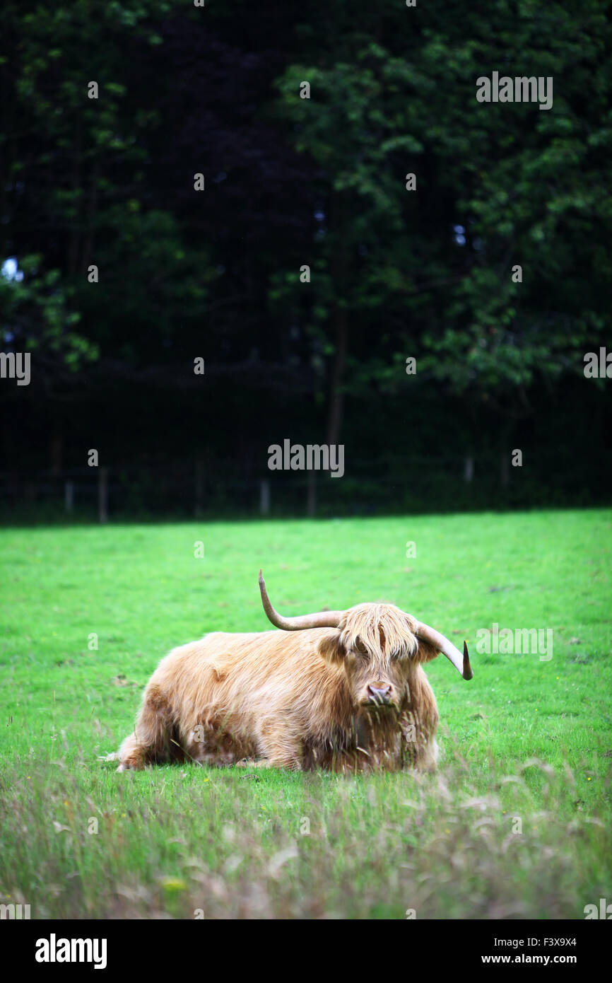 Color image of a Highland Cow on a green field Stock Photo - Alamy