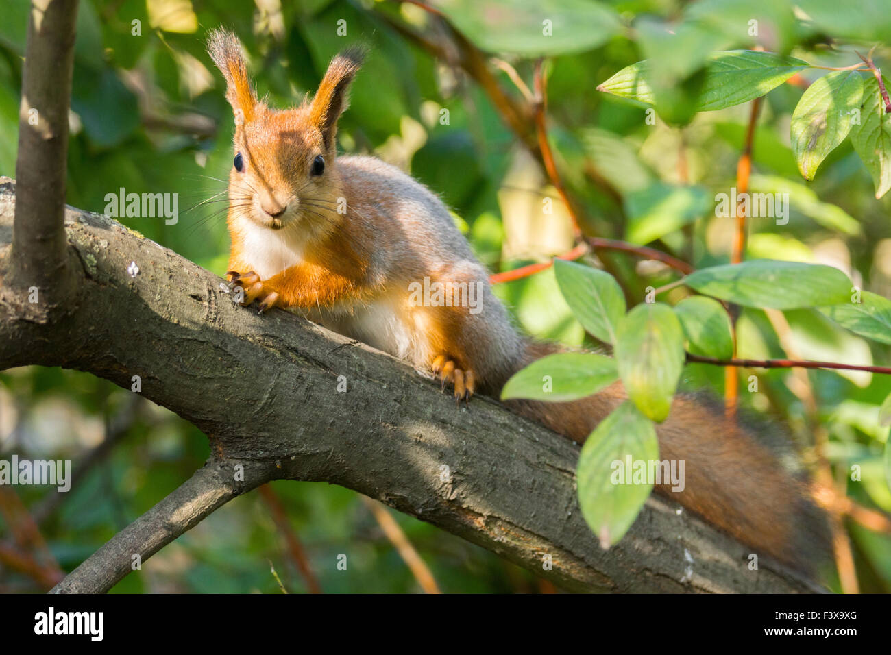 The photograph shows a squirrel on the tree Stock Photo - Alamy