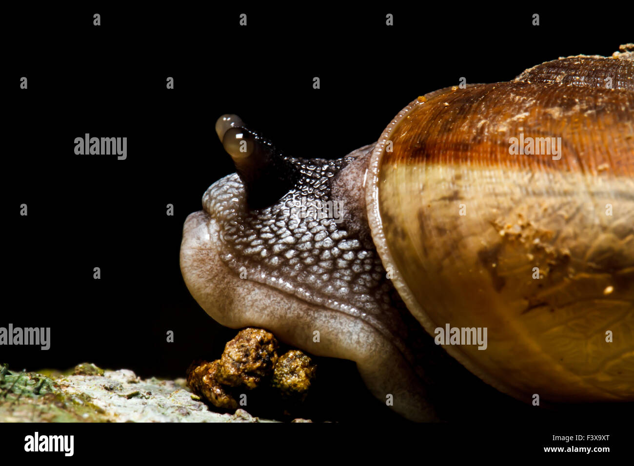 Snail close up Stock Photo - Alamy