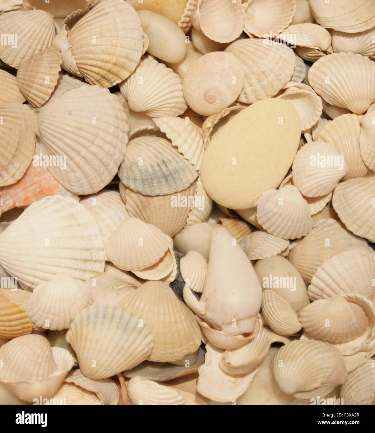 Sea shells background Stock Photo - Alamy