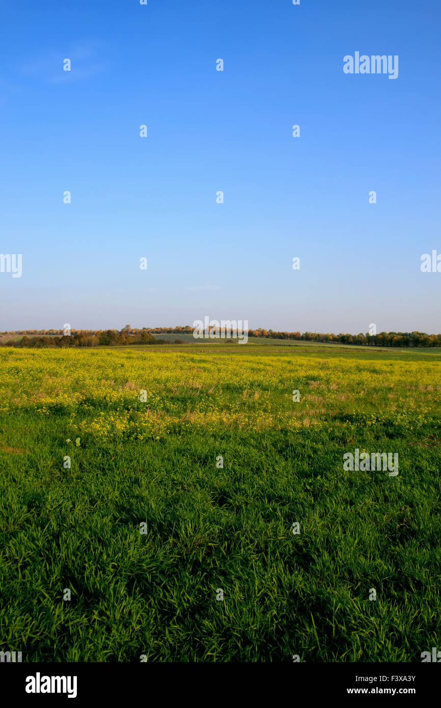 Green field with blue sky Stock Photo - Alamy