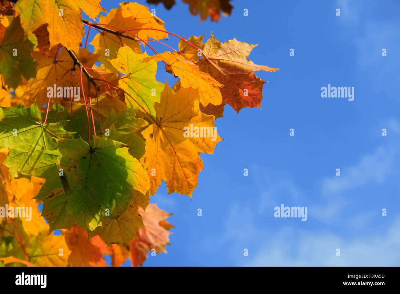 Autumn leaves with blue sky Stock Photo - Alamy
