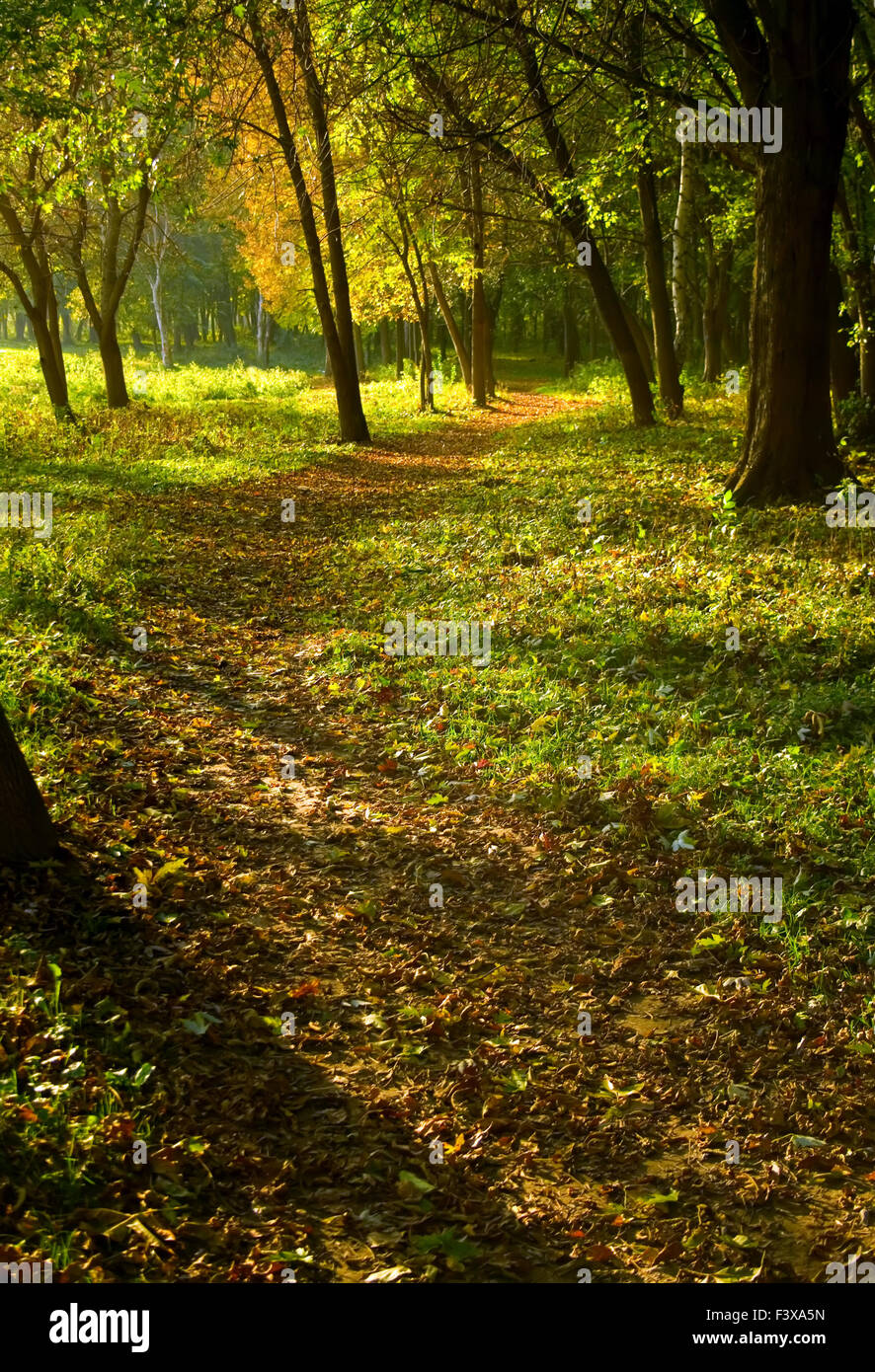 Autumn forest path Stock Photo - Alamy