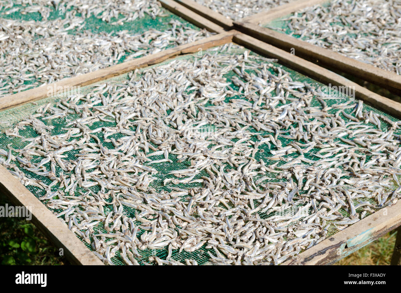 Drying frames hi-res stock photography and images - Alamy