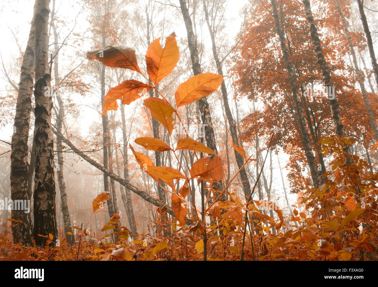 Misty autumn morning Stock Photo - Alamy