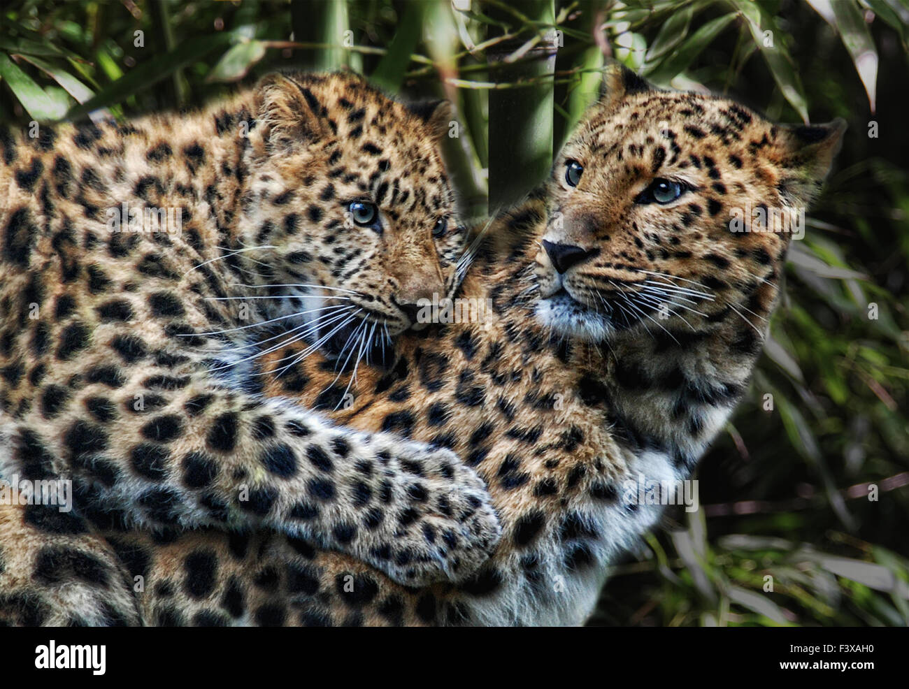 African Leopards playing Stock Photo - Alamy