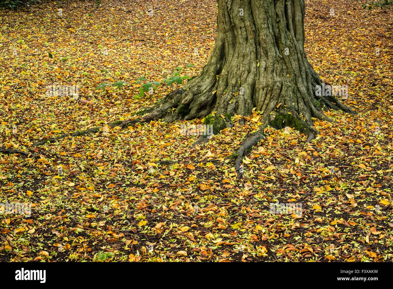 Autumn leaves around tree Stock Photo - Alamy