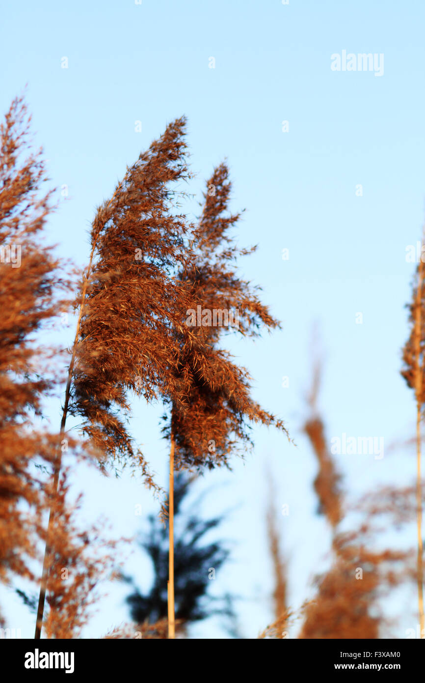 Reed sea hi-res stock photography and images - Alamy