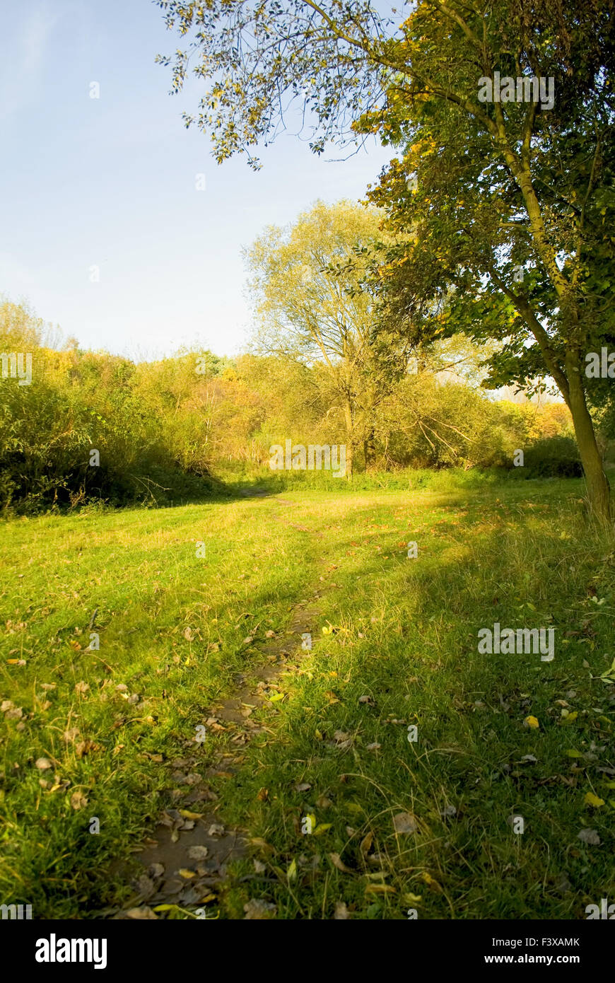Sunset forest path with rays of light Stock Photo - Alamy