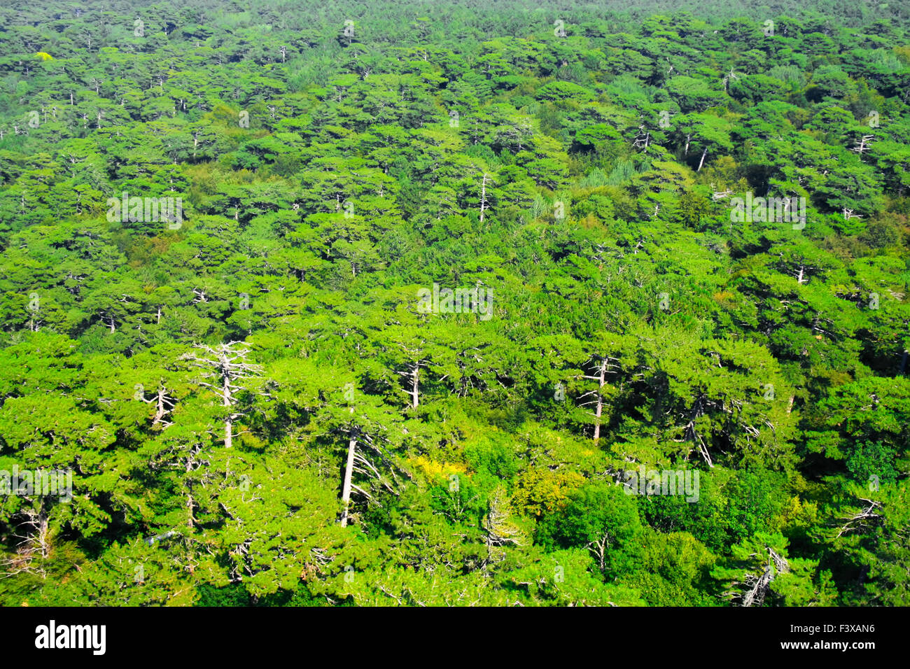 Forest valley aerial green mountains hi-res stock photography and ...