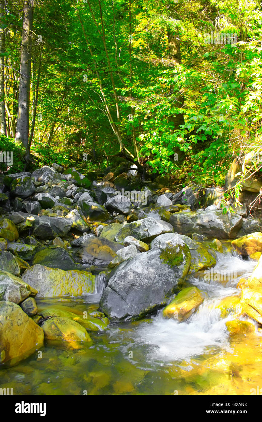 River in the forest Stock Photo - Alamy