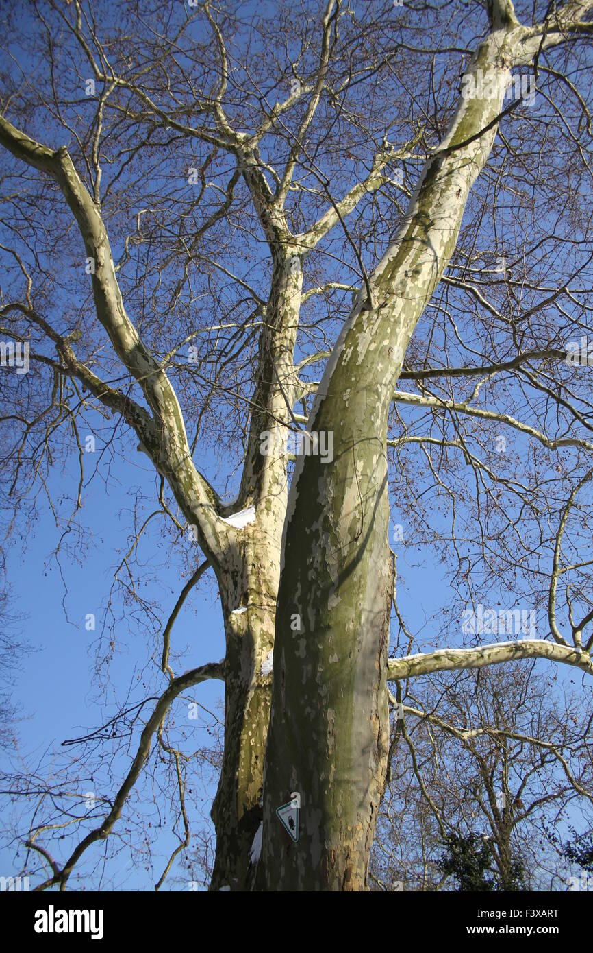 Huge beech tree covered hi-res stock photography and images - Alamy