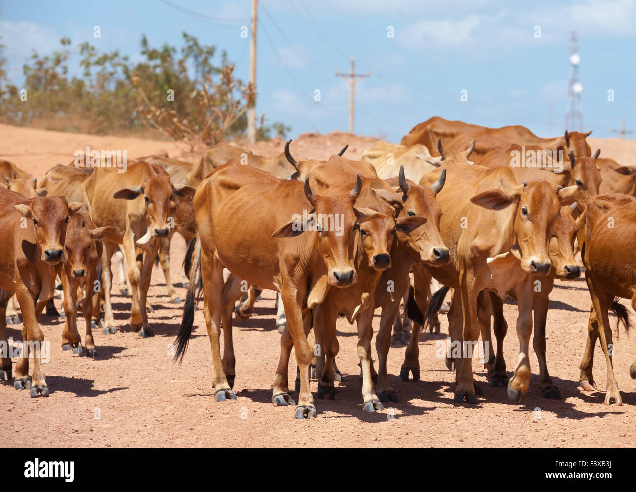 herd of cattle Stock Photo - Alamy