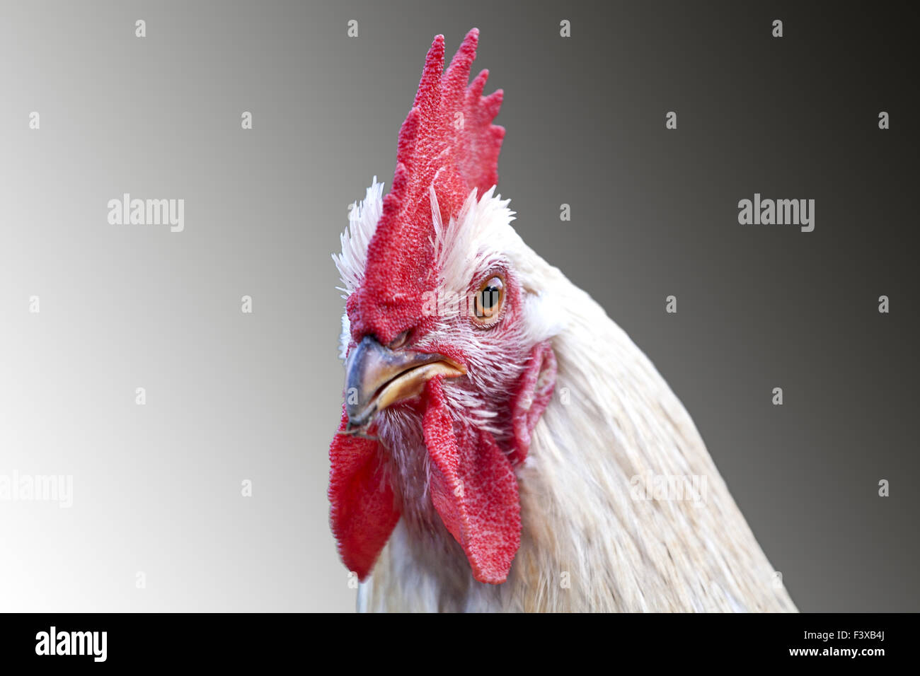White rooster hi-res stock photography and images - Alamy