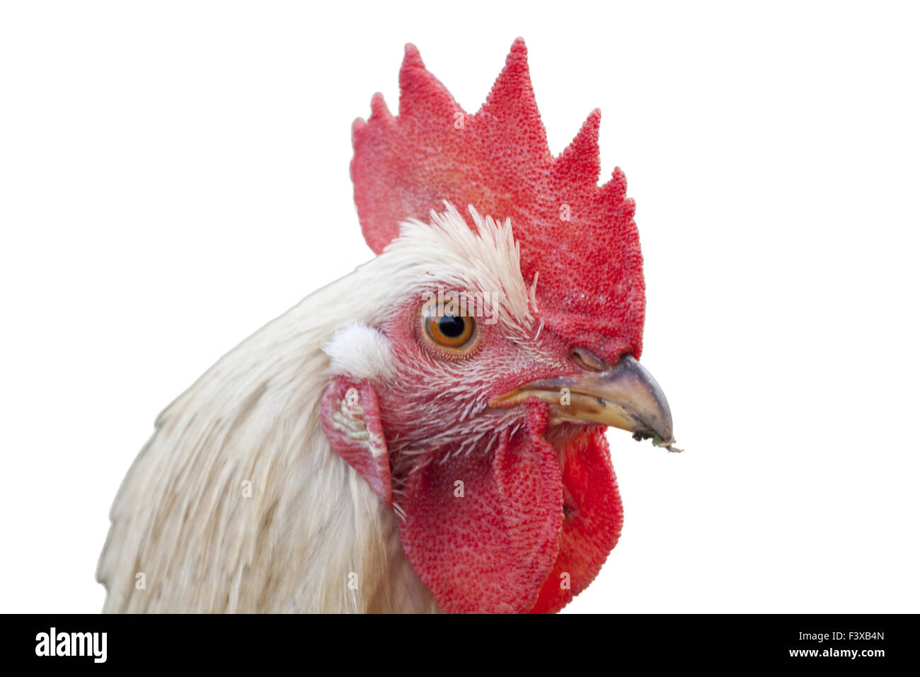 White rooster hi-res stock photography and images - Alamy