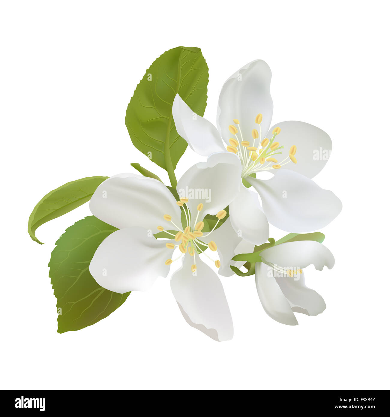 White cherry flowers green leaves Cut Out Stock Images & Pictures - Alamy