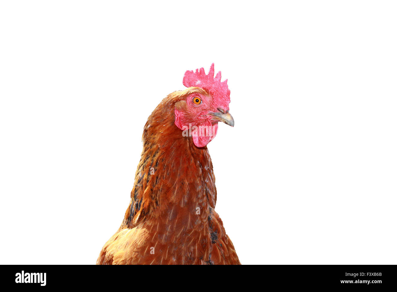 chicken head on white backgroung Stock Photo - Alamy