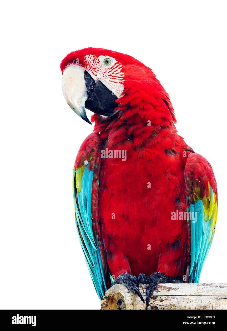 Vivid red parrot Stock Photo - Alamy
