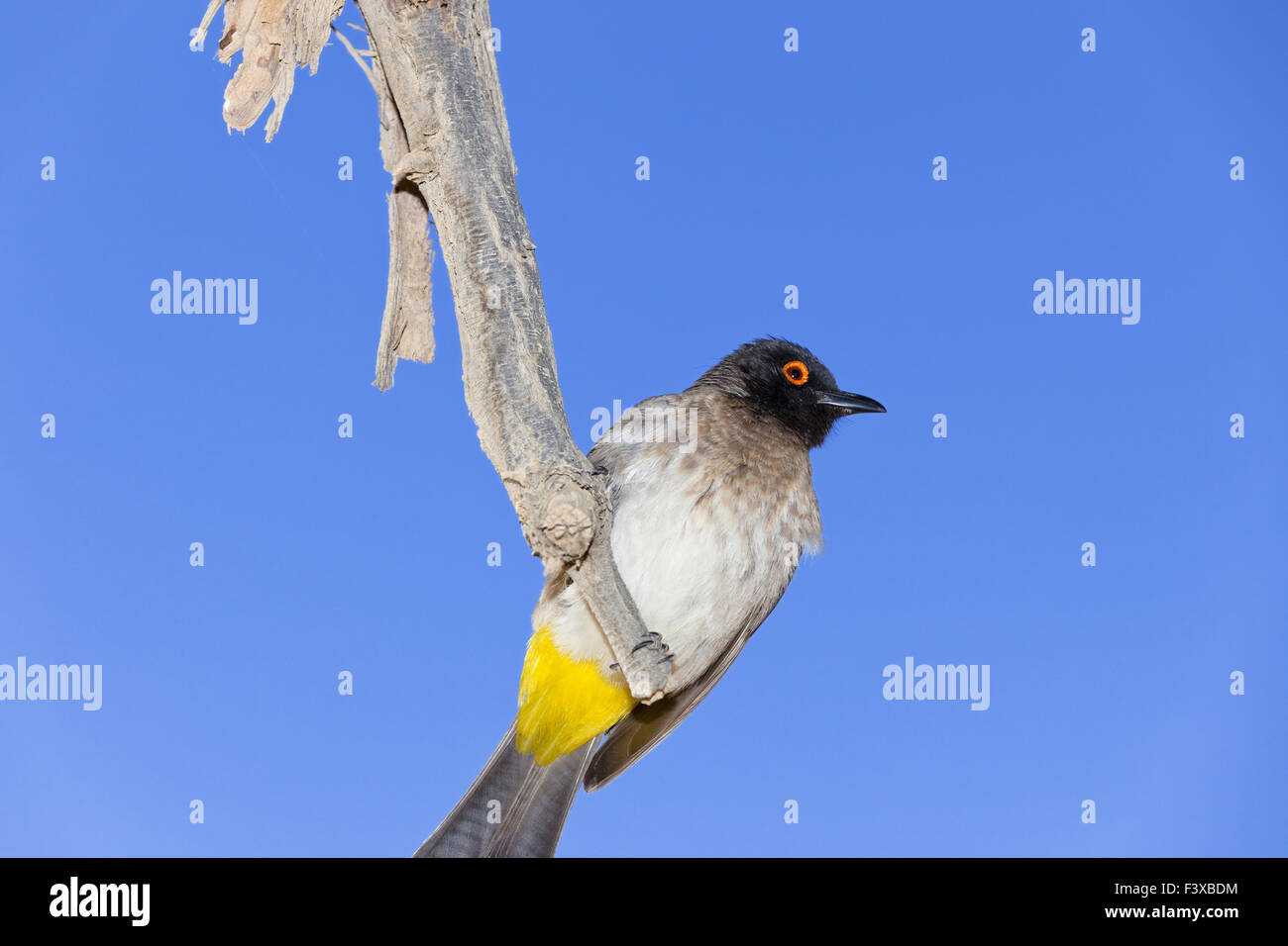 Blue vented hi-res stock photography and images - Alamy
