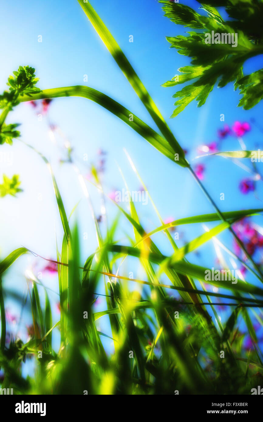 Grass front view hi-res stock photography and images - Alamy