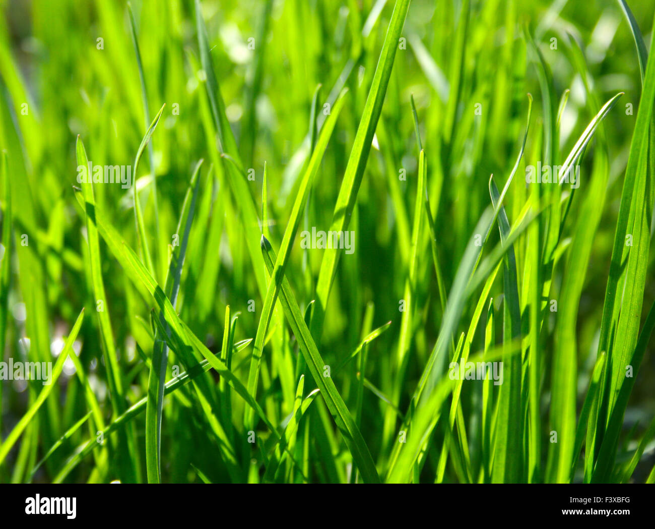 Sparse grass hi-res stock photography and images - Alamy