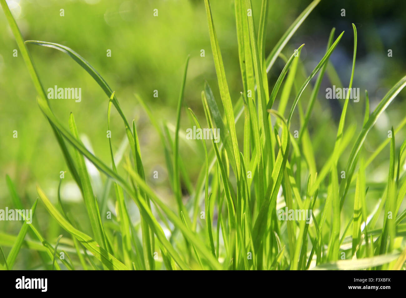 Sparse grass hi-res stock photography and images - Alamy