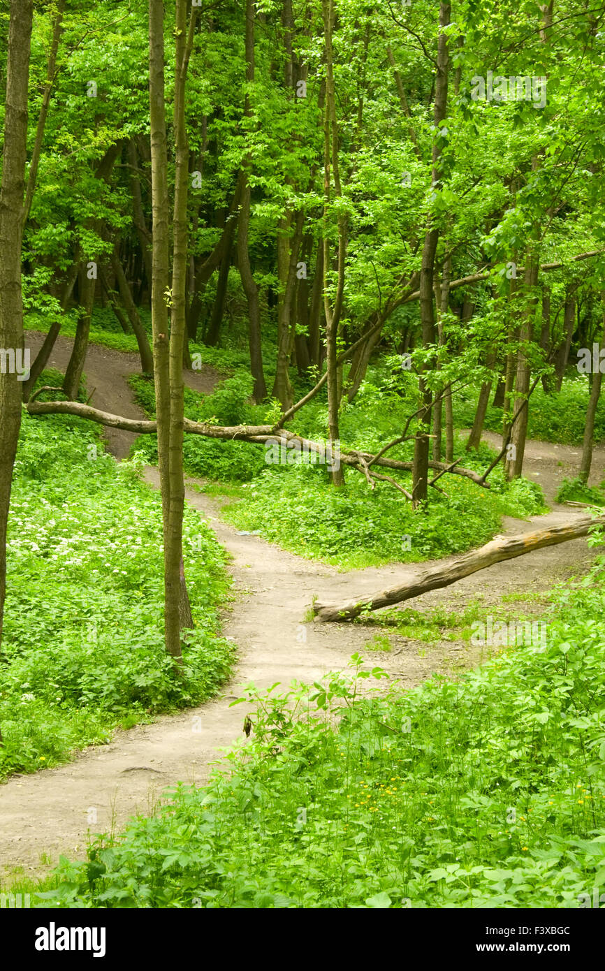 Spring forest path Stock Photo - Alamy