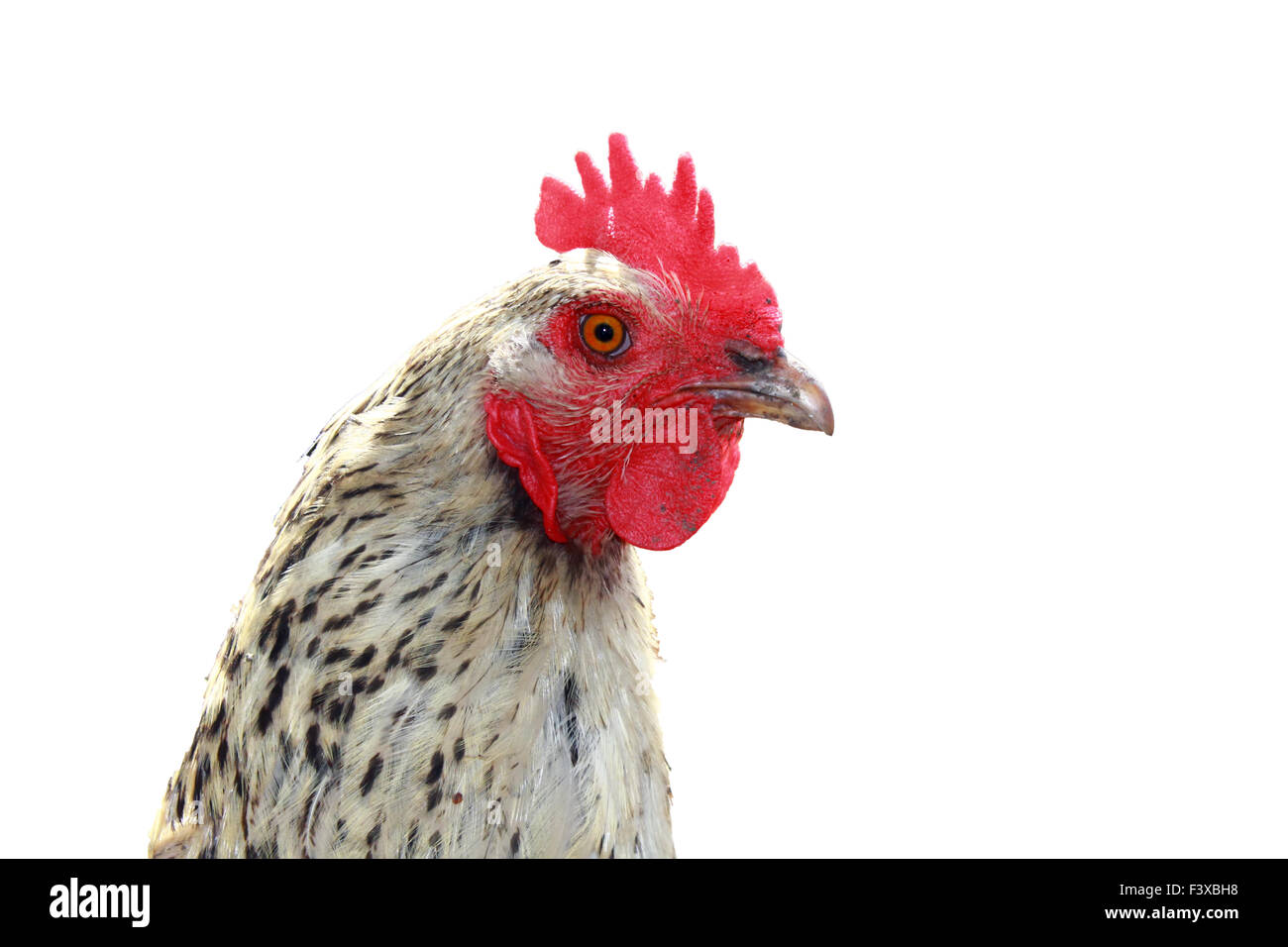 Chicken On Head High Resolution Stock Photography and Images - Alamy