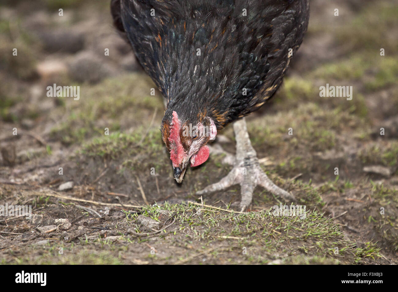 H is for hen hi-res stock photography and images - Alamy