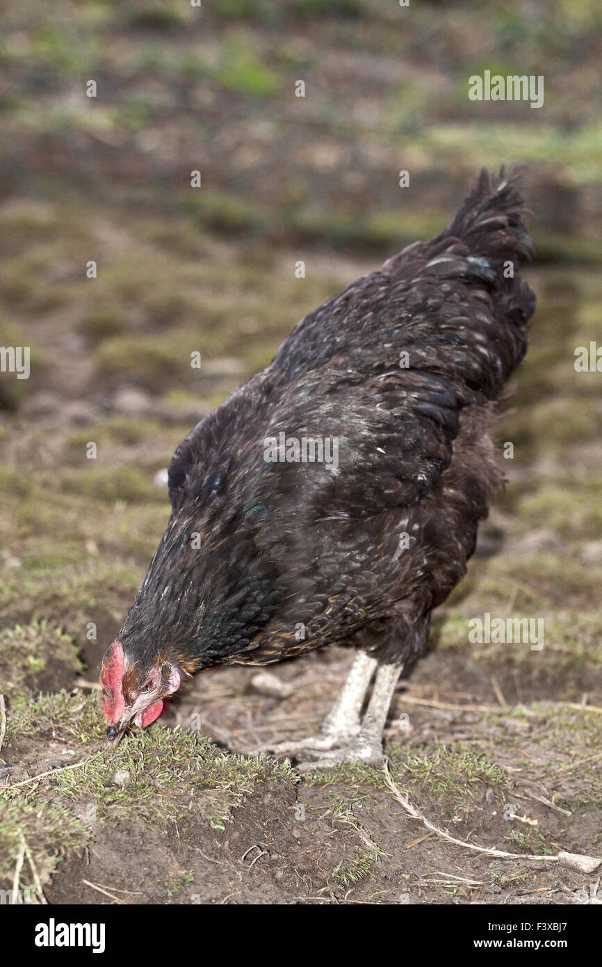 Hof hintergrund hi-res stock photography and images - Alamy