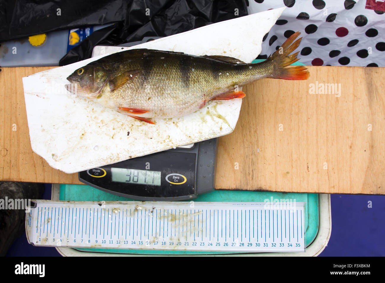 Perch scales hi-res stock photography and images - Alamy