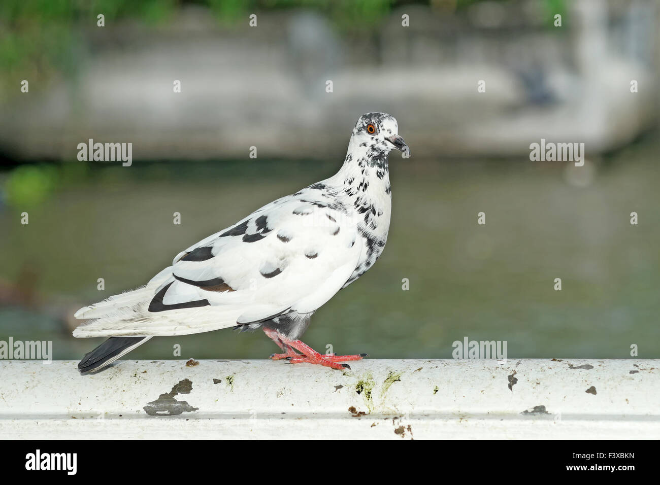white pigeon with nature background Stock Photo - Alamy