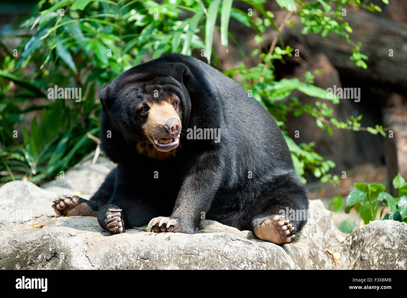 Zoo sun bear hi-res stock photography and images - Alamy