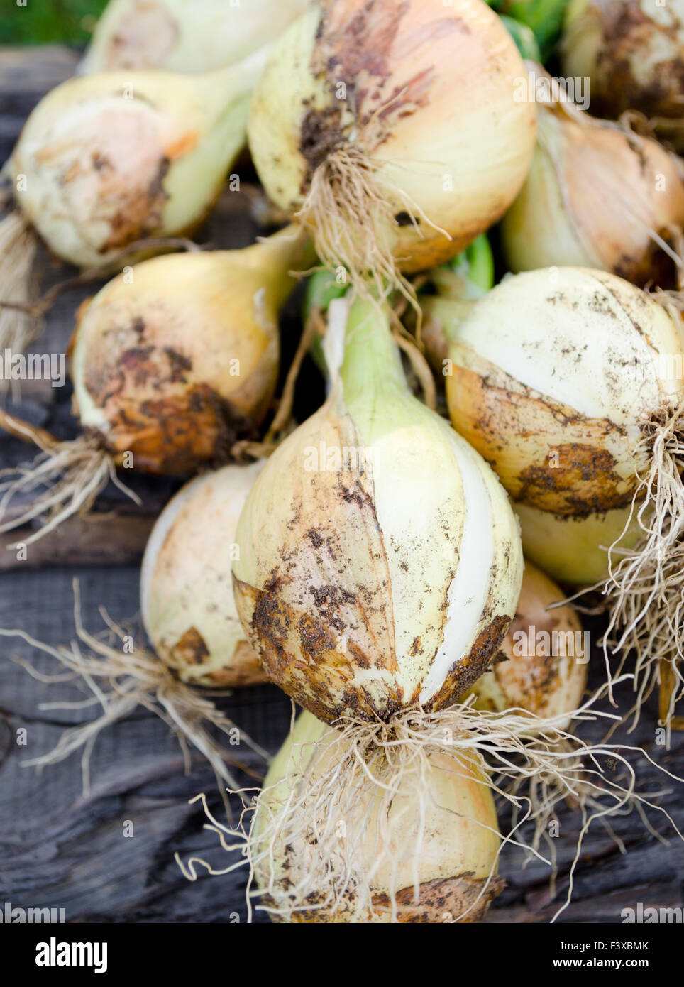 very fresh onions Stock Photo - Alamy