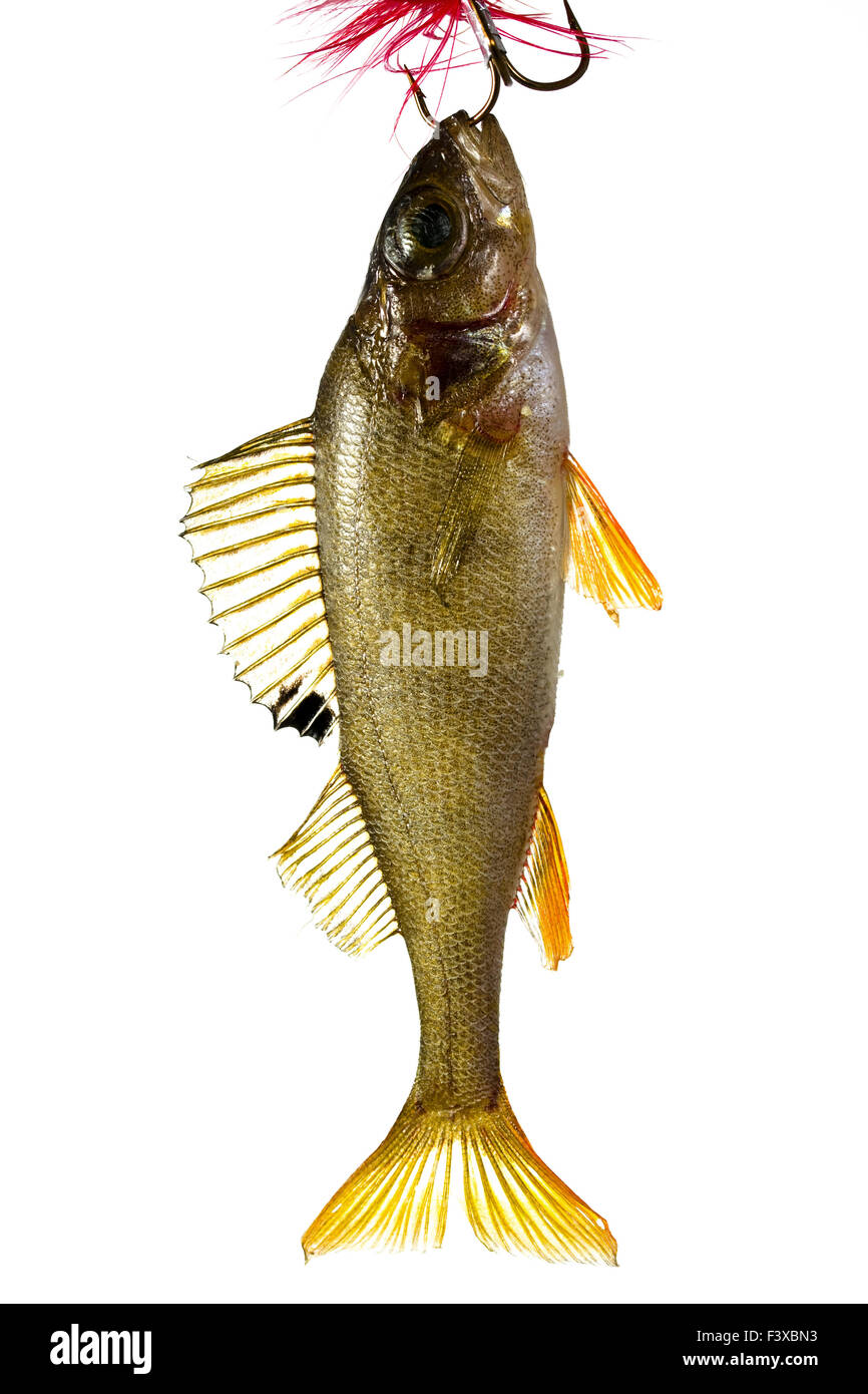 Fish on the hook Stock Photo - Alamy
