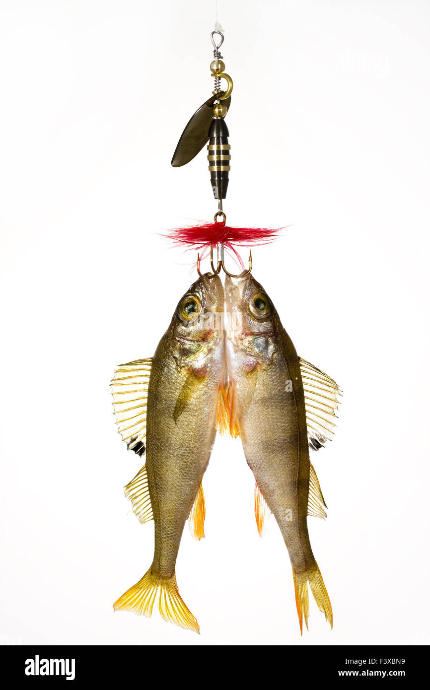 Fish on the hook hi-res stock photography and images - Alamy