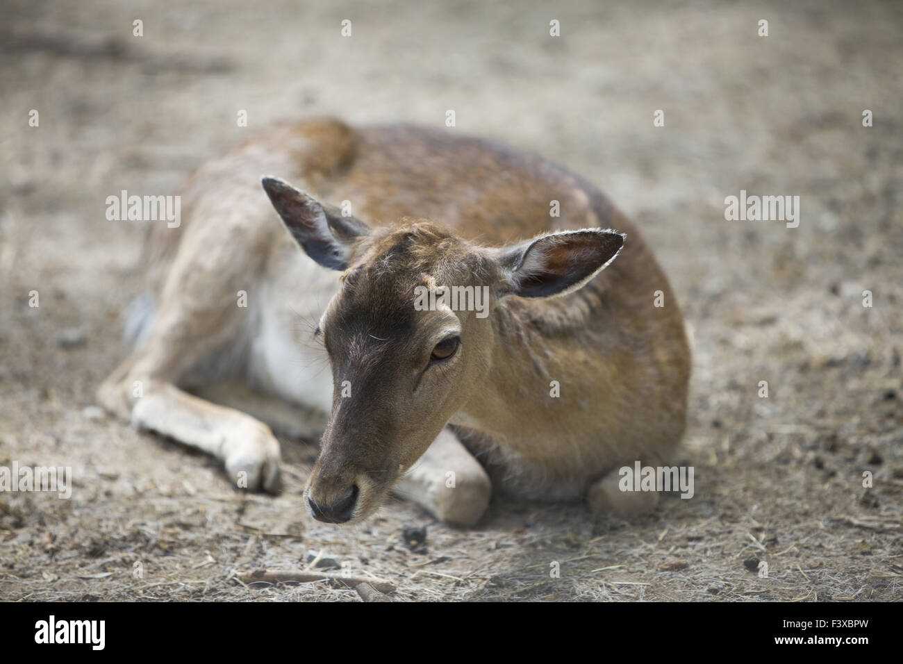 Reindeer fawn hi-res stock photography and images - Alamy