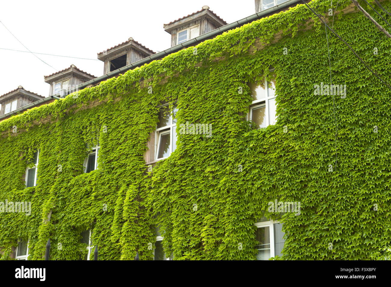 House covered with ivy Stock Photo - Alamy