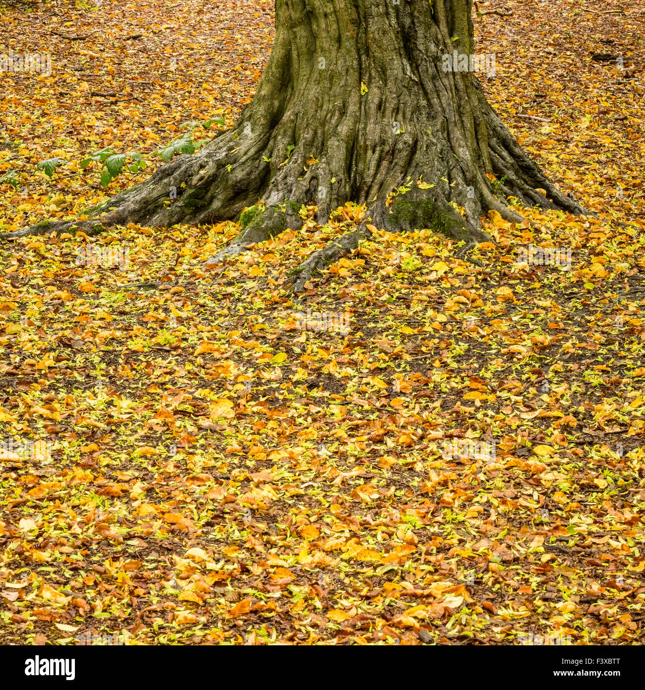 Autumn leaves around tree Stock Photo - Alamy