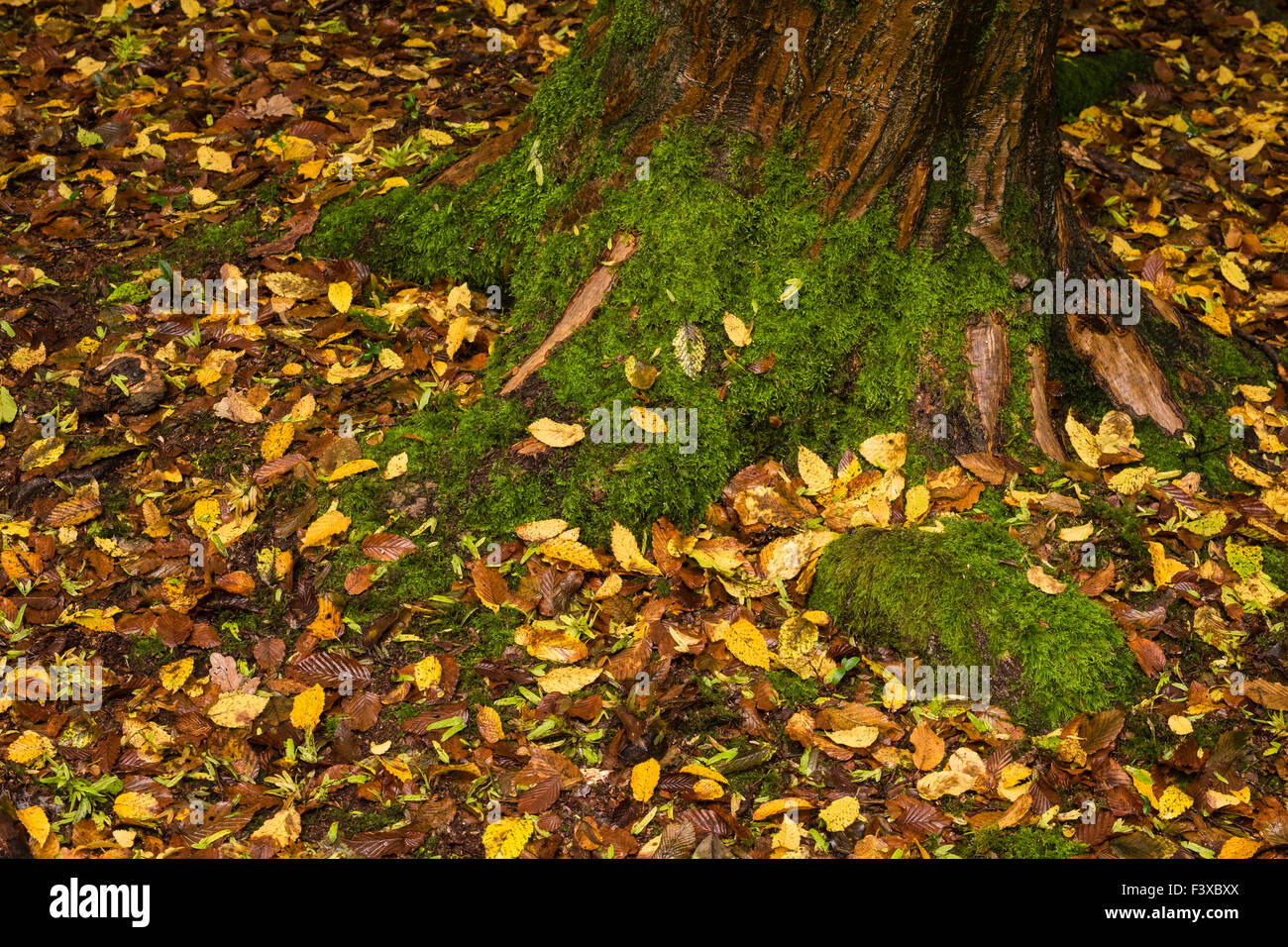 Autumn leaves around tree Stock Photo - Alamy