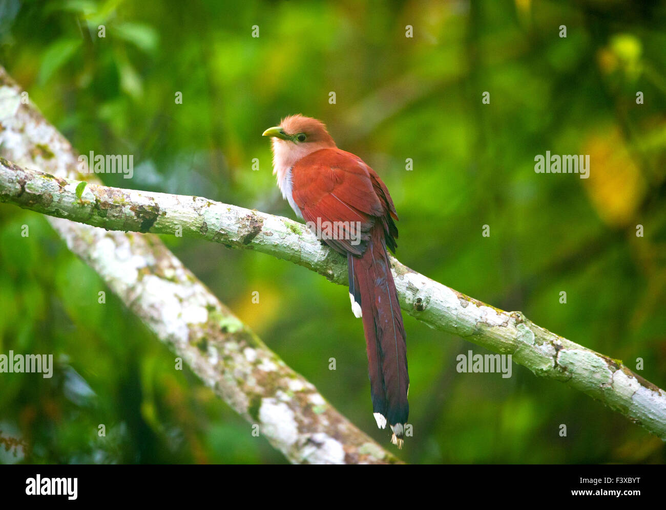 Squirrel Cuckoo, Piaya cayana, in the rain forest at Cana in the Darien ...