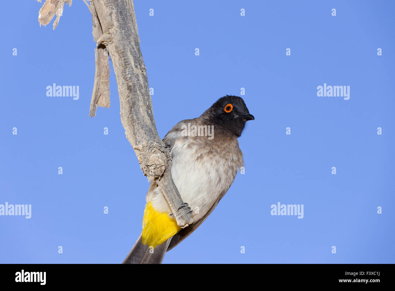 bul bul in namibia Stock Photo - Alamy