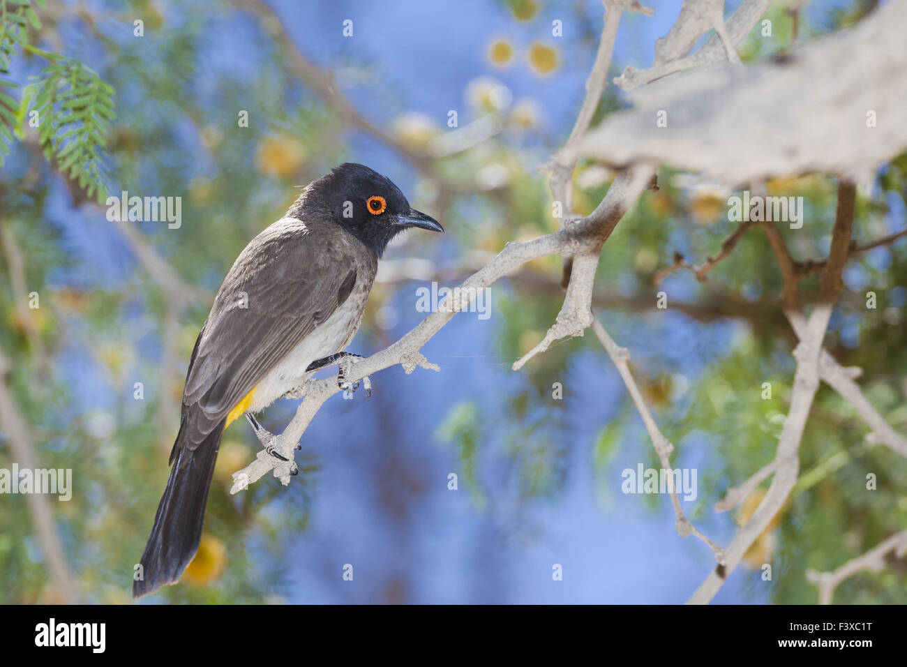 bul bul in namibia Stock Photo - Alamy