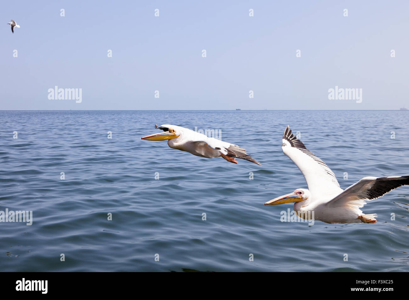 pelican in flight Stock Photo - Alamy