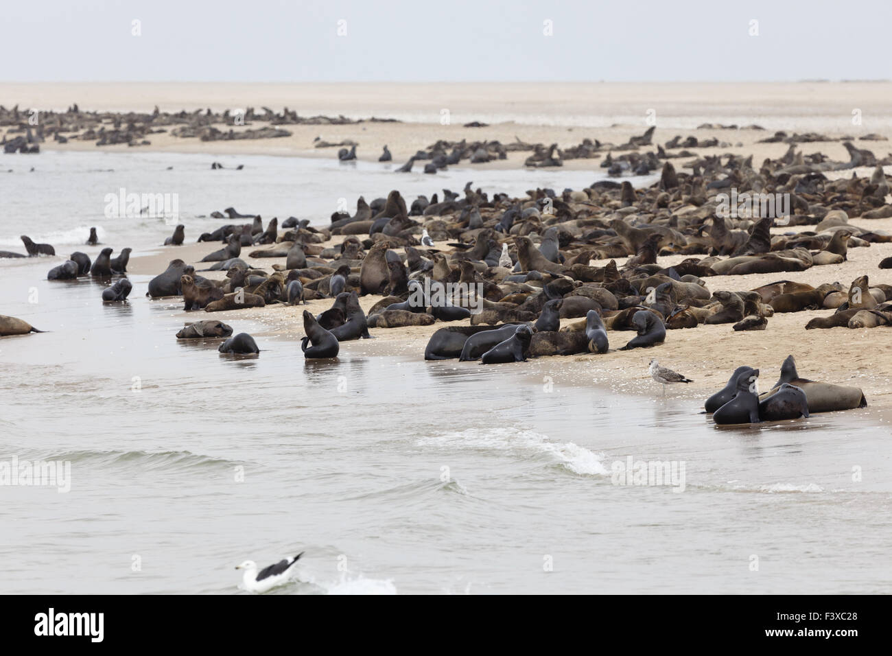 Walvis bay in namibia hi-res stock photography and images - Alamy