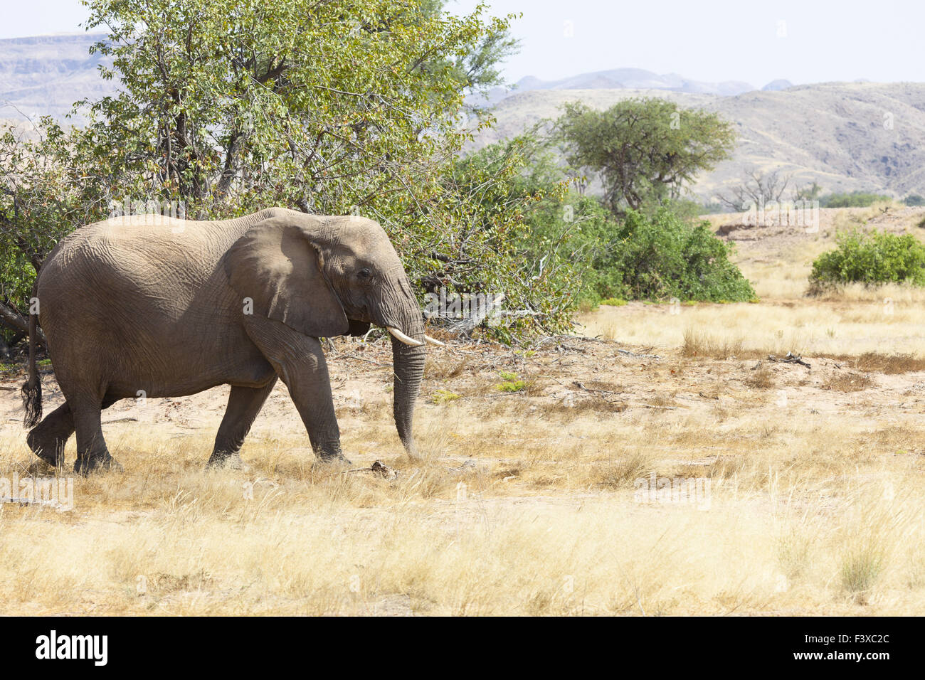 desert elephant in namibia Stock Photo - Alamy