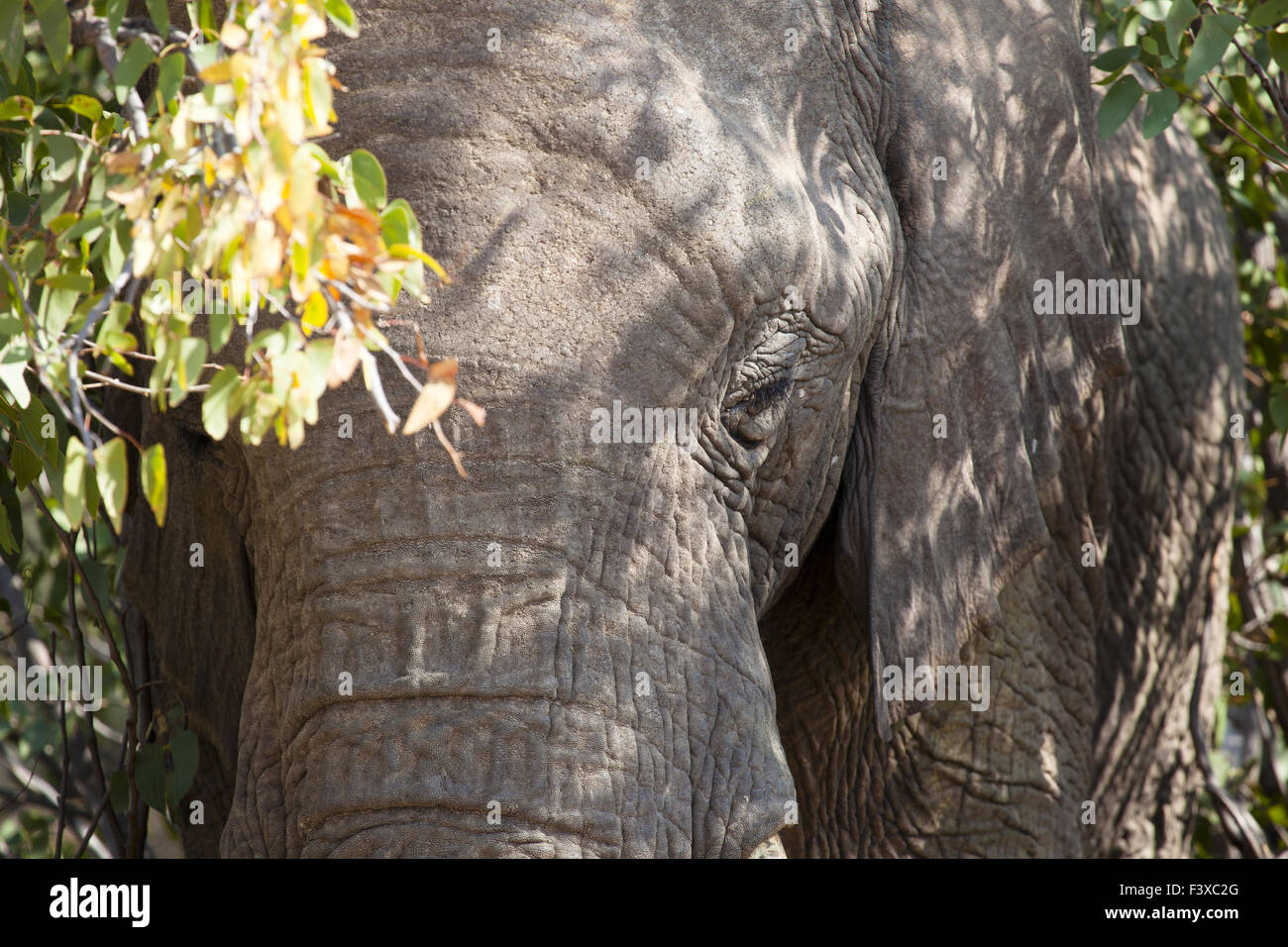desert elephant in namibia Stock Photo - Alamy
