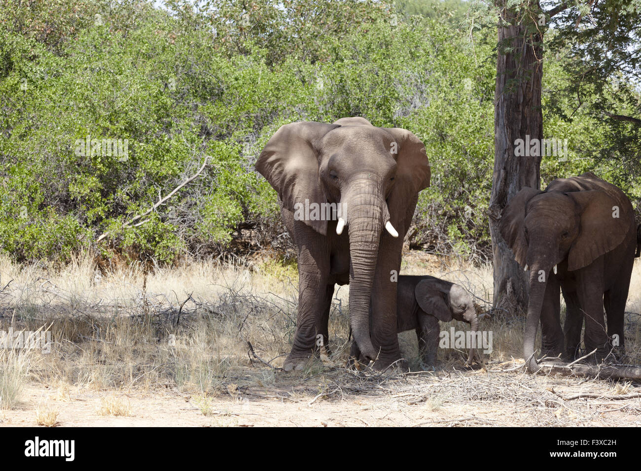 desert elephant in namibia Stock Photo - Alamy