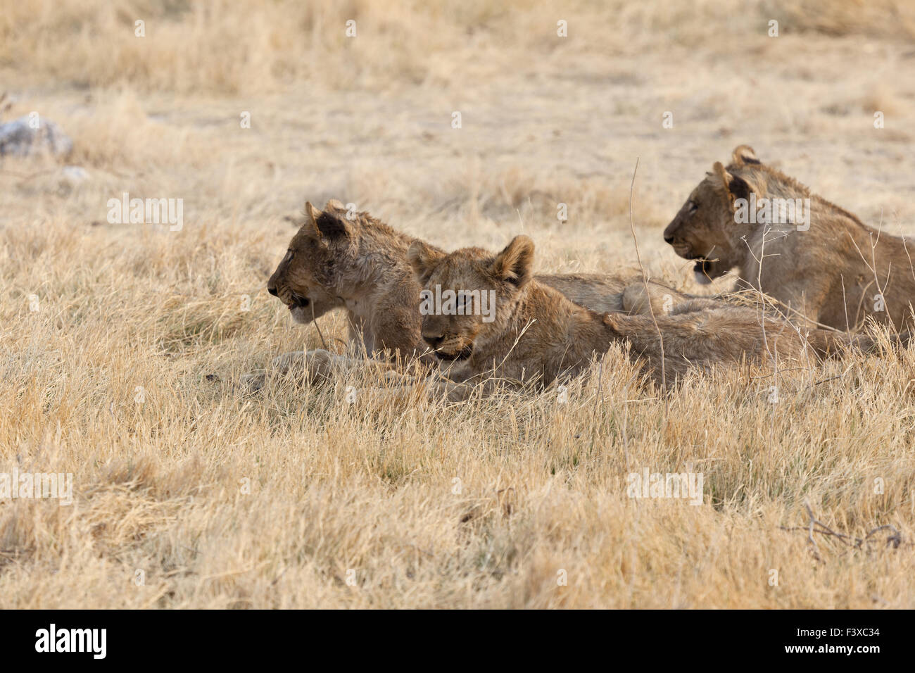 Lion family hi-res stock photography and images - Alamy