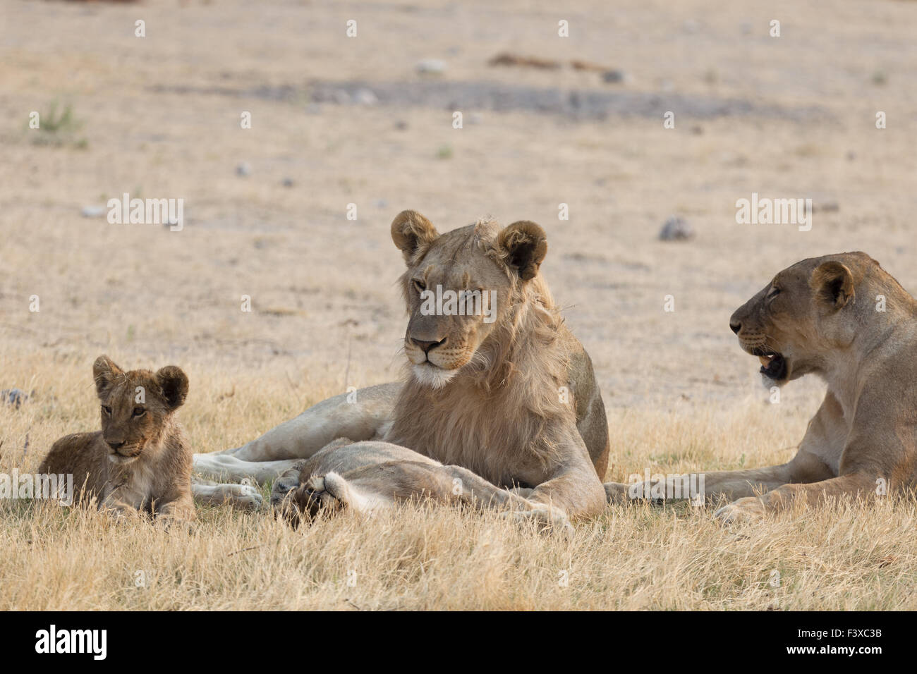 Lowe family hi-res stock photography and images - Alamy